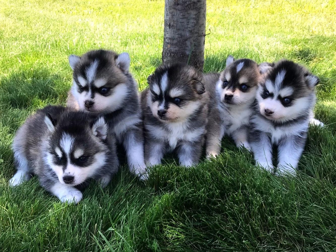 Steps to Adopt a Dog: Your Guide to Finding a Husky or Pomsky » Zion ...